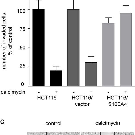 S100a4 Induced Cell Motility Is Inhibited By Calcimycin Cell Migration