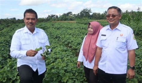 Penuhi Pasar Domestik Dan Ekspor Pemkab Kuningan Genjot Produksi Ubi Jalar Inilahkoran Id