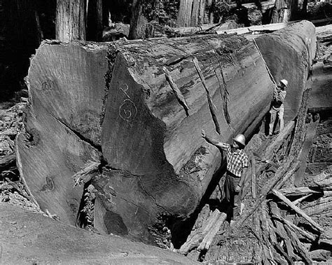 Terrierman S Daily Dose Some Old Logging Photos From Around The Nation