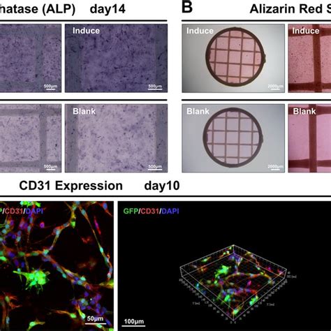 Cell Differentiation In 3d Culture A Alp Expression Of Hbmscs B Ars Download Scientific