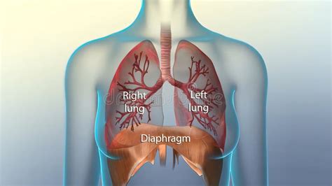 Respiratory System Alveoli And Capillaries Stock Illustration Illustration Of Pneumonia