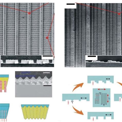 Hierarchical Micro Nanostructure A Hierarchical Rice Leaf Surfaces Download Scientific