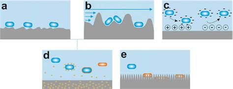 Interaction Of Bacteria With Different Surface Properties Rough