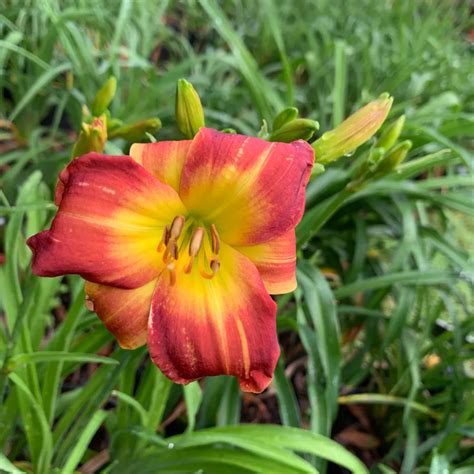 Fairy Firecracker Daylily