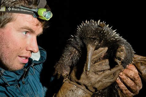 Primitive And Peculiar Mammal May Be Hiding Out In Australia National