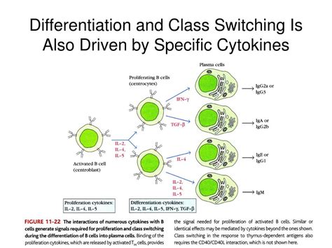 Ppt B Cell Generation Activation And Differentiation Powerpoint