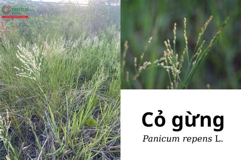 Cỏ Gừng Cỏ Cựa Gà Phổ địa Thử Panicum Repens L Có Tác Dụng Gì