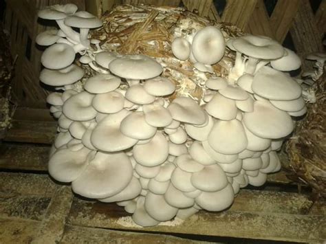 The Indian Mushroom Microfungi The Mushroom Expert