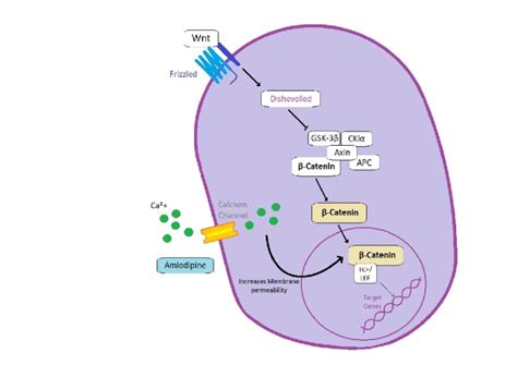 Amlodipines Proposed Anti Cancer Effect Amlodipine Exerts Its Download Scientific Diagram