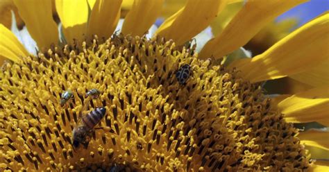 Warming And Habitat Loss Shrink Pollinator Numbers That May Hit Coffee Cocoa Crops Hard In