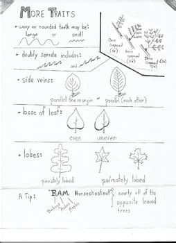 KEYING Mastering The Dichotomous Key To Tree Identification TpT