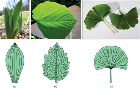 Adaptations Of Leaf For Photosynthesis Know Function And Structure