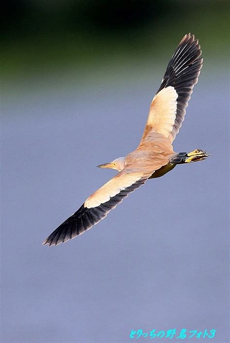 ヨシゴイ ほか 千葉県 2 とりっちの野鳥フォト3