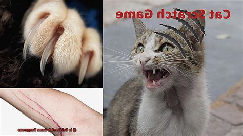 Is Cat Scratch Game Dangerous 21Cats Org