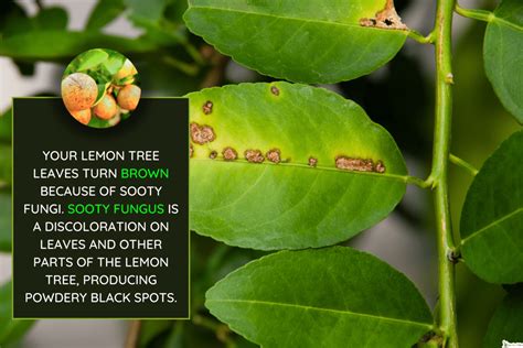 Why Black Spots On Leaves At Victoria Campbell Blog