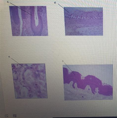 Solved Identify Each Of The Following Tissues On The Chegg