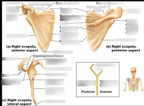 Scapular Anatomy Diagram Quizlet