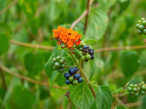 Lantana Seeds Grow Your Own Beautiful Flowering Shrub A Z Animals
