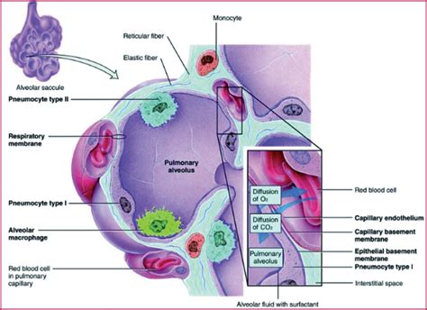 The Respiratory System Structure And Function Nursing Part 1
