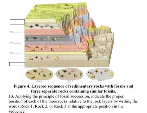 Fossils In Sedimentary Rock Layers