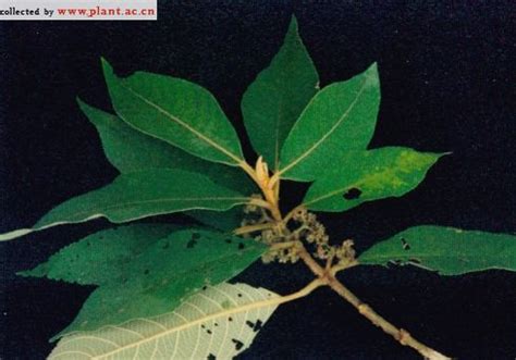 枇杷叶紫珠Callicarpa kochiana Makino 植物通