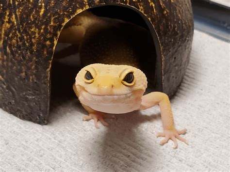 Evil Smile R Leopardgeckos