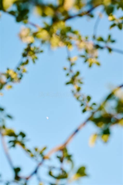 Blue Sky With Tiny Moon On Summer Day Stock Image Image Of Natural