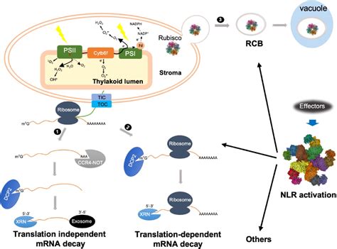 Cytoplasmic Regulation Of Chloroplast Ros Accumulation During Effector Triggered Immunity