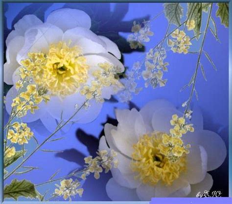 Roses Et Fleurs De Toutes Sortes Page 31