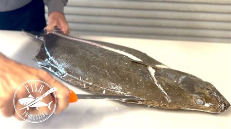 How To Filet A California Halibut Bdoutdoors