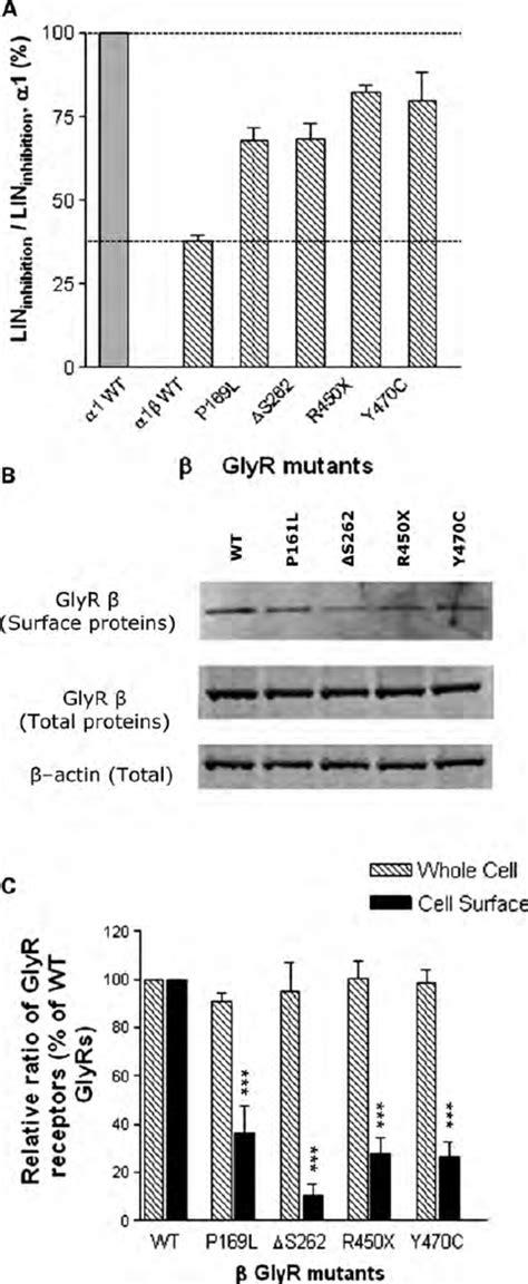 Expression Level Of Glyr B Subunit Mutations A Inhibition Of Download Scientific Diagram