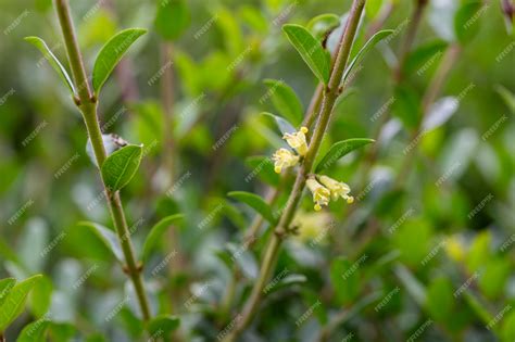 Premium Photo Closeup Of Small White Honeysuckle Flowers In May