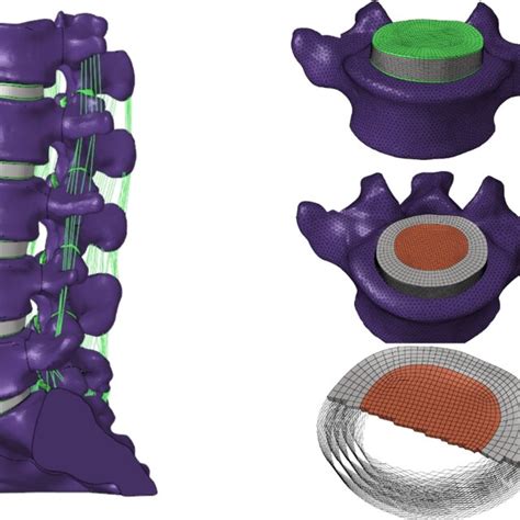 Finite Element Models Of The Intact Lumbar Spine And Intervertebral