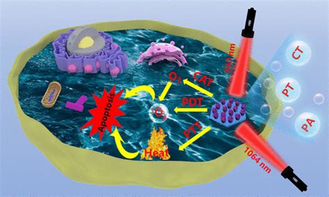 用于组合三模成像引导光动力治疗和 Nir Ii 响应光热治疗的 Ptbi β Cd Ce6 纳米酶inorganic Chemistry