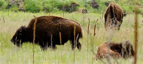 Minnesota Bison Conservation Herd At Minneopa State Park Mankatolife