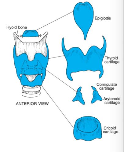 Phonatory System Flashcards Quizlet