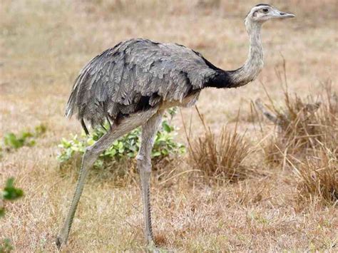 दुनिया में शीर्ष पांच सबसे बड़े पक्षी Top Five Largest Bird In The