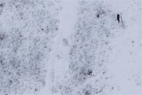 moose patches fold 0 object detection dataset by object detection