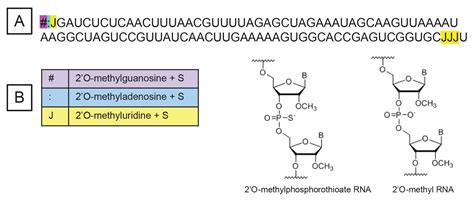 Rna Cqa Analysis Using The Bioaccord Lc Ms System And Intact Mass