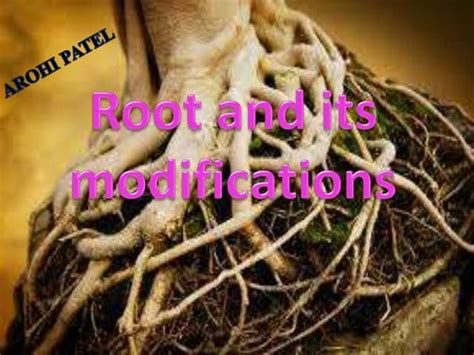 Leaf Apex Type Pdf Geology Science