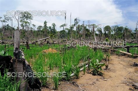Swidden Agriculture Indonesia Stock Image Science Source Images