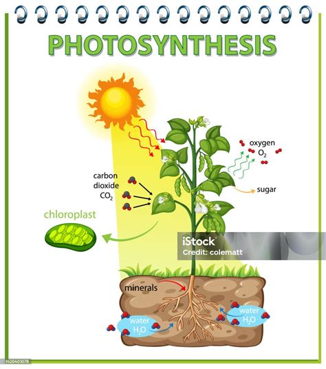 Diagram Showing Process Of Photosynthesis In Plant Stock Illustration