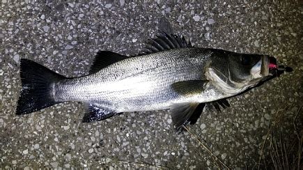 ヒラスズキ かめや釣具