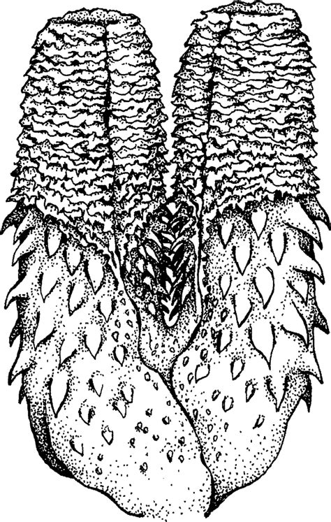 Hemipenis Of Bothrops Ammodytoides Macn 32893 136 Mm Long