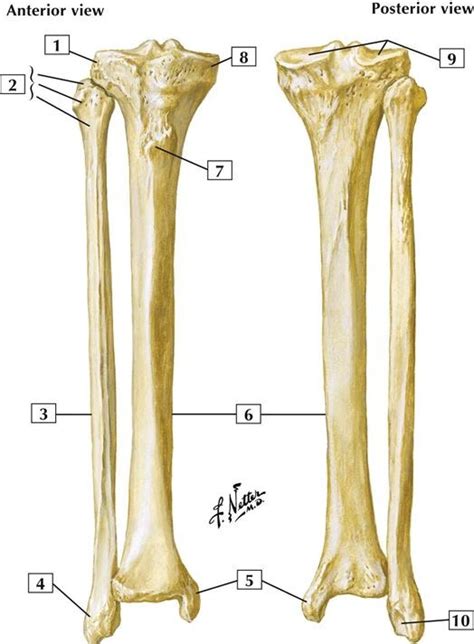 Styloid Process Of Tibia