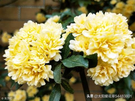 庭院種植黃香木，花開美美噠 每日頭條