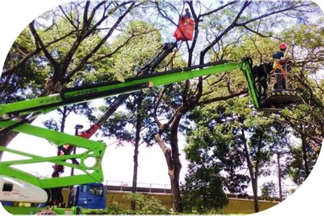 Tree Pruning Singapore Expert Tree Maintenance Services