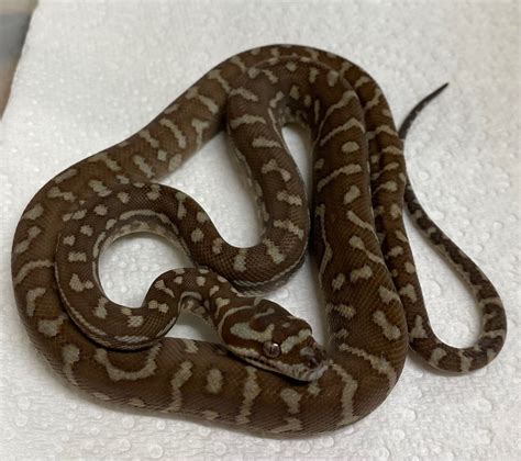 Bredli Pythons Available