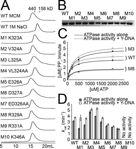 The Results Of Fplc And Atpase Analysis A Fplc Analysis Of The Download Scientific Diagram