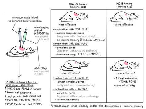 Keeping Interferons In The Tumor To Improve Outcome And Toxicity